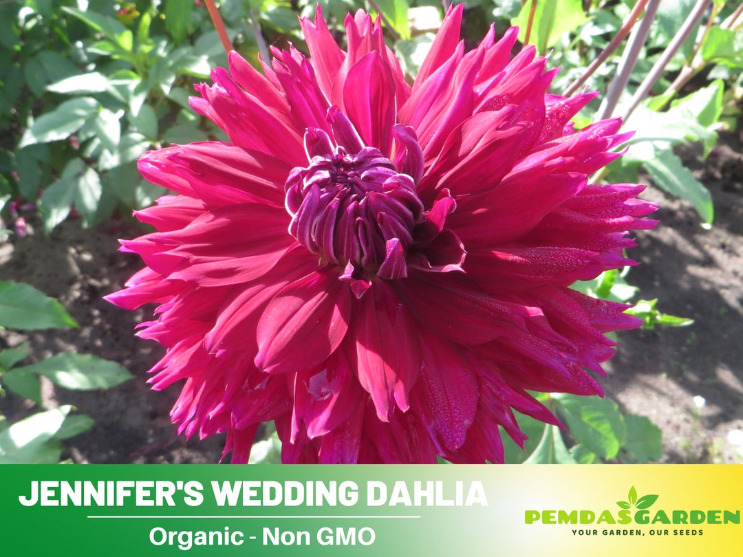 40 Seeds Jennifer's Wedding Dahlia Perennial Seeds Pollinator Friendly ...
