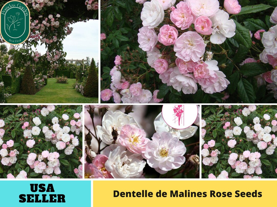 32 Seeds Dentelle De Malines Rose Seeds-perennial authentic Seeds ...