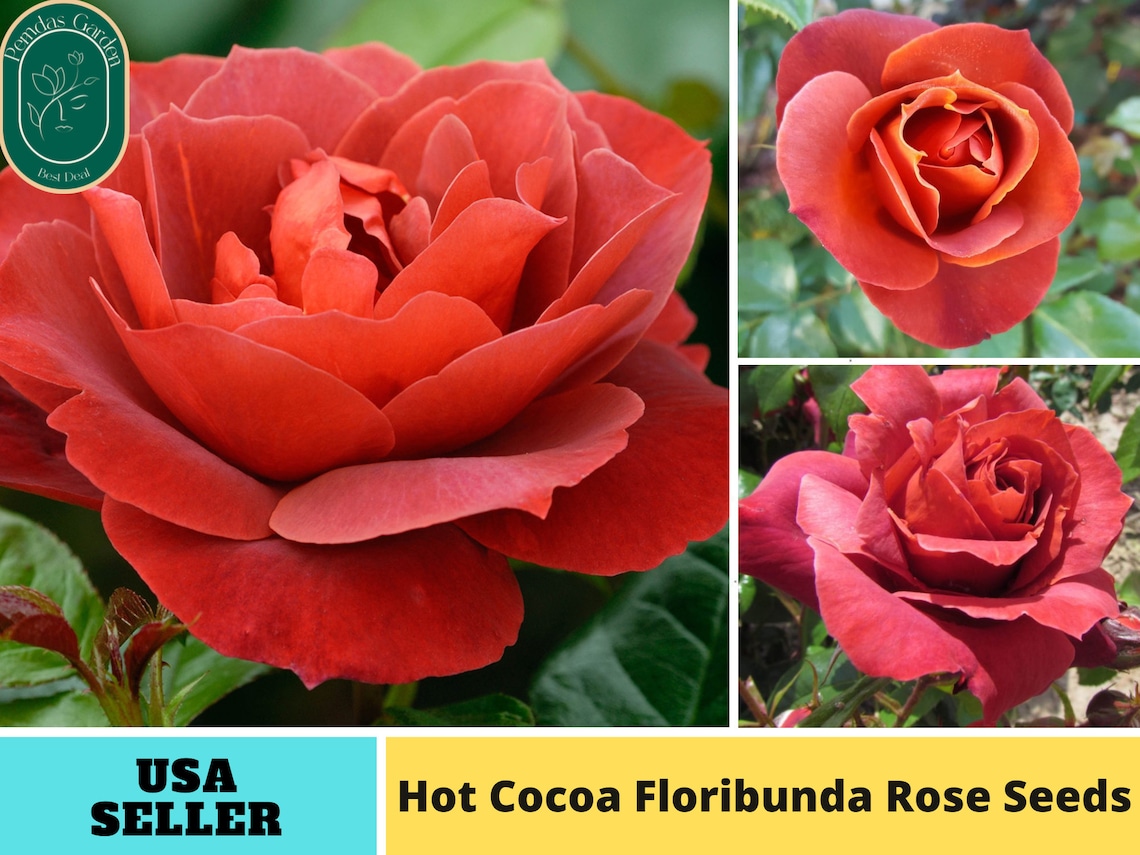 30 Seeds Hot Cocoa Floribunda Flower Rose Authentic Seeds - Etsy