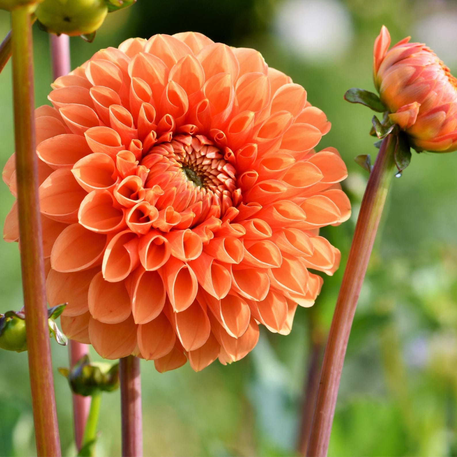 40+ Seeds| Amber Queen Dahlia Seeds -pollinator Friendly- Open ...