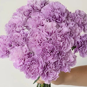 30+seeds|lavender Light Purple Carnations - Dianthus Seeds - Open ...