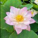 5 Rare Seeds| Twinkle Toes Lotus -MINI LOTUS Seeds - Indian Lotus ...