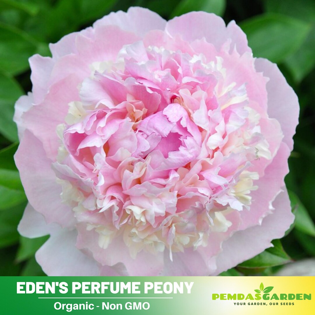 10+seeds| |eden&- Paeonia - Attract Butterflies - Open-pollinated ...