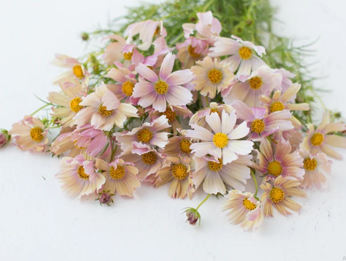 50 Seeds Apricot Lemonade Cosmos Seeds Authentic Seeds - Etsy