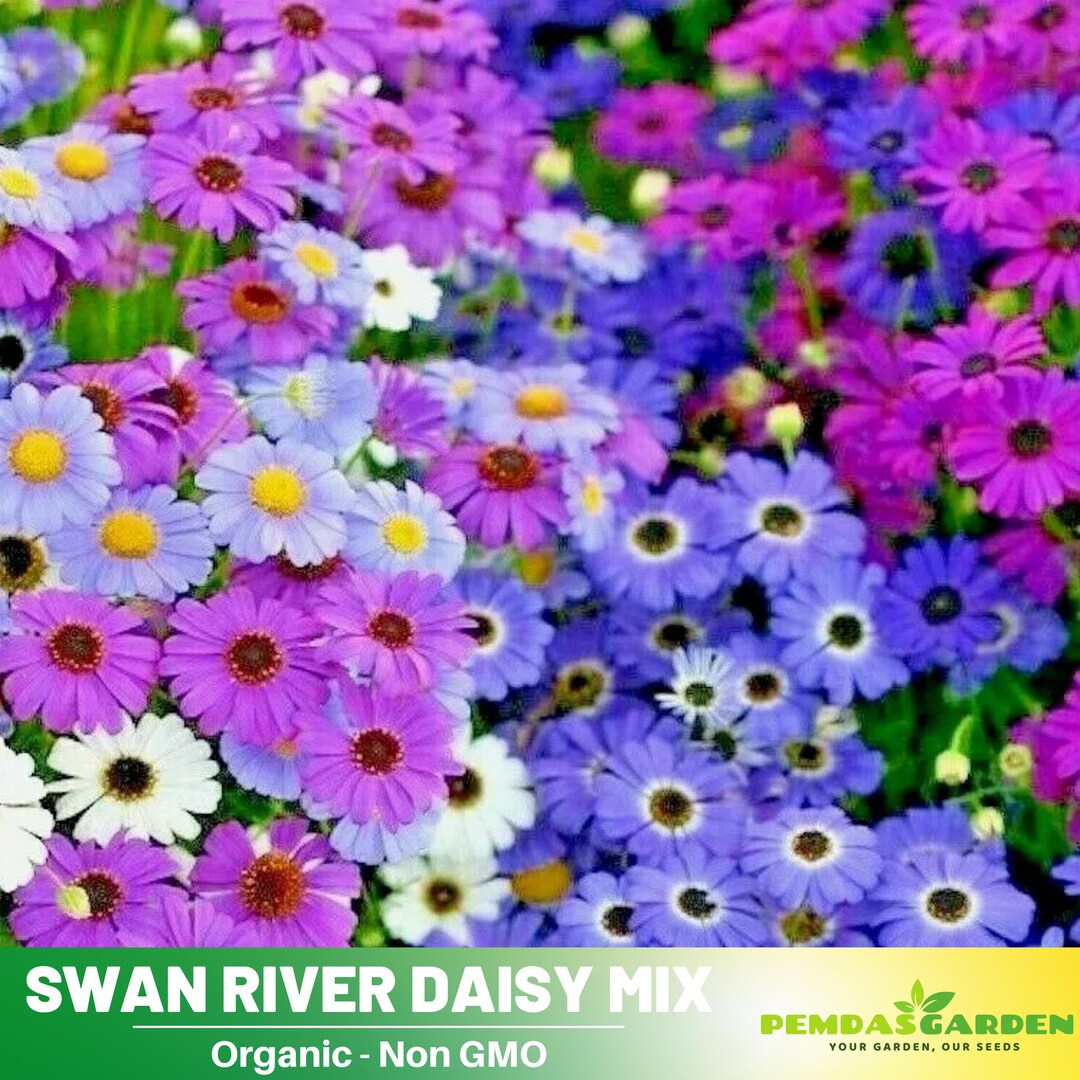 100 Seeds| Swan River Mix Daisy Seeds - Authentic - Open-pollinated ...