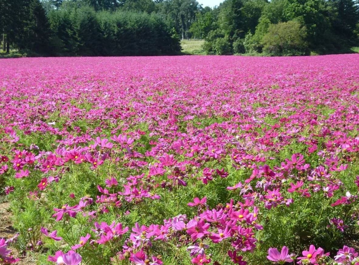 50 Seeds Rose dwarf Early Cosmos Seeds Authentic GMO - Etsy
