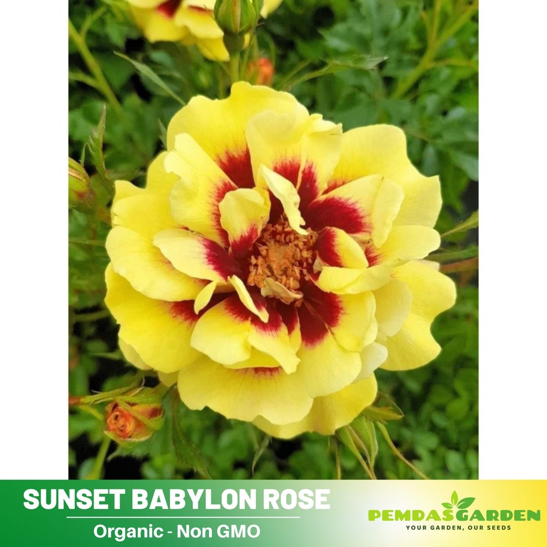 30+ Seeds| Sunset Babylon Rose Seeds - Authentic - Perennial ~ GMO Free ...
