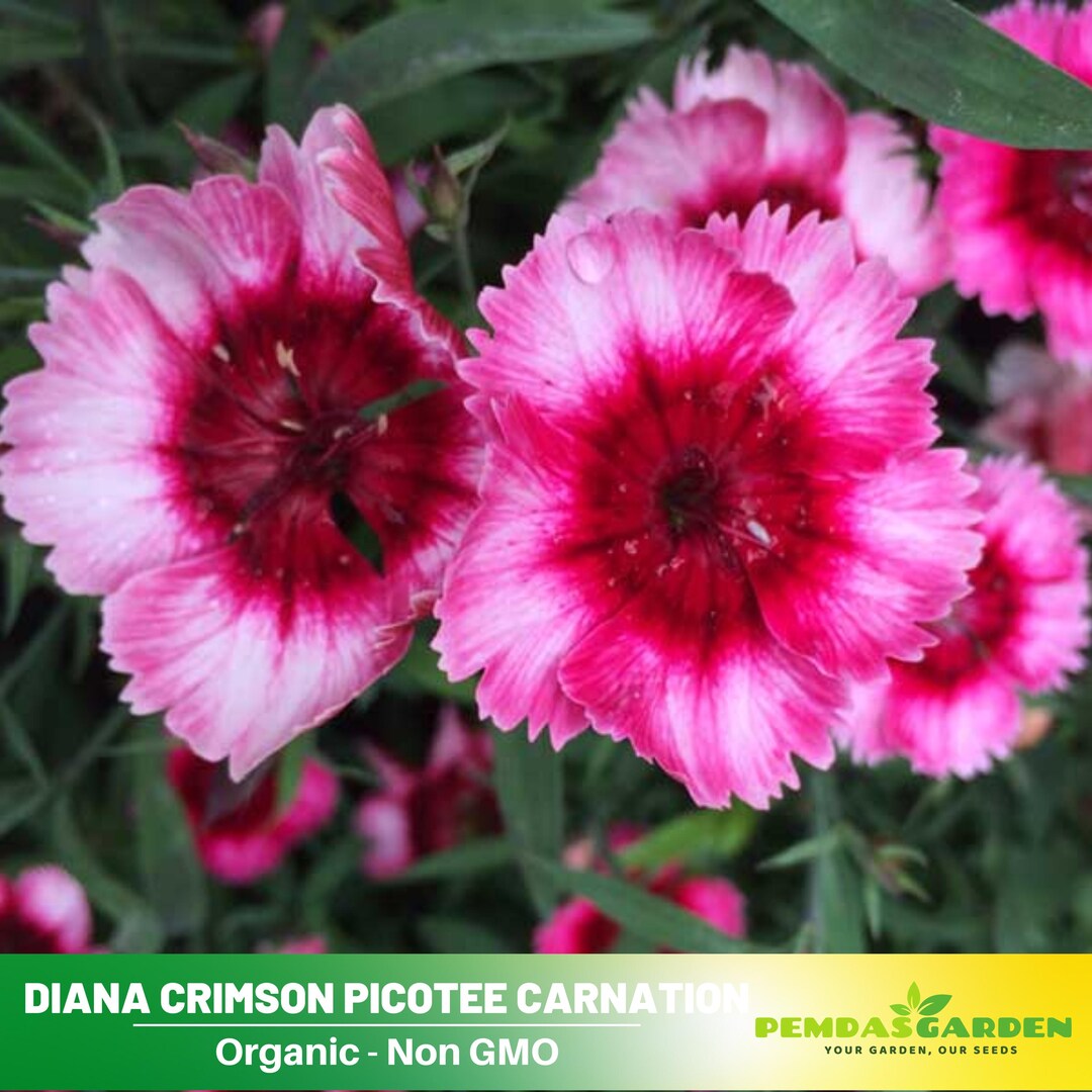 30+seeds|diana Cimson Picotee Carnations - Dianthus Seeds- Open ...