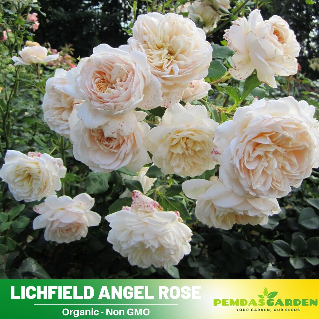 30+ Seeds- Dancing Rose Seeds - Authentic Seeds - Perennial~ GMO Free ...