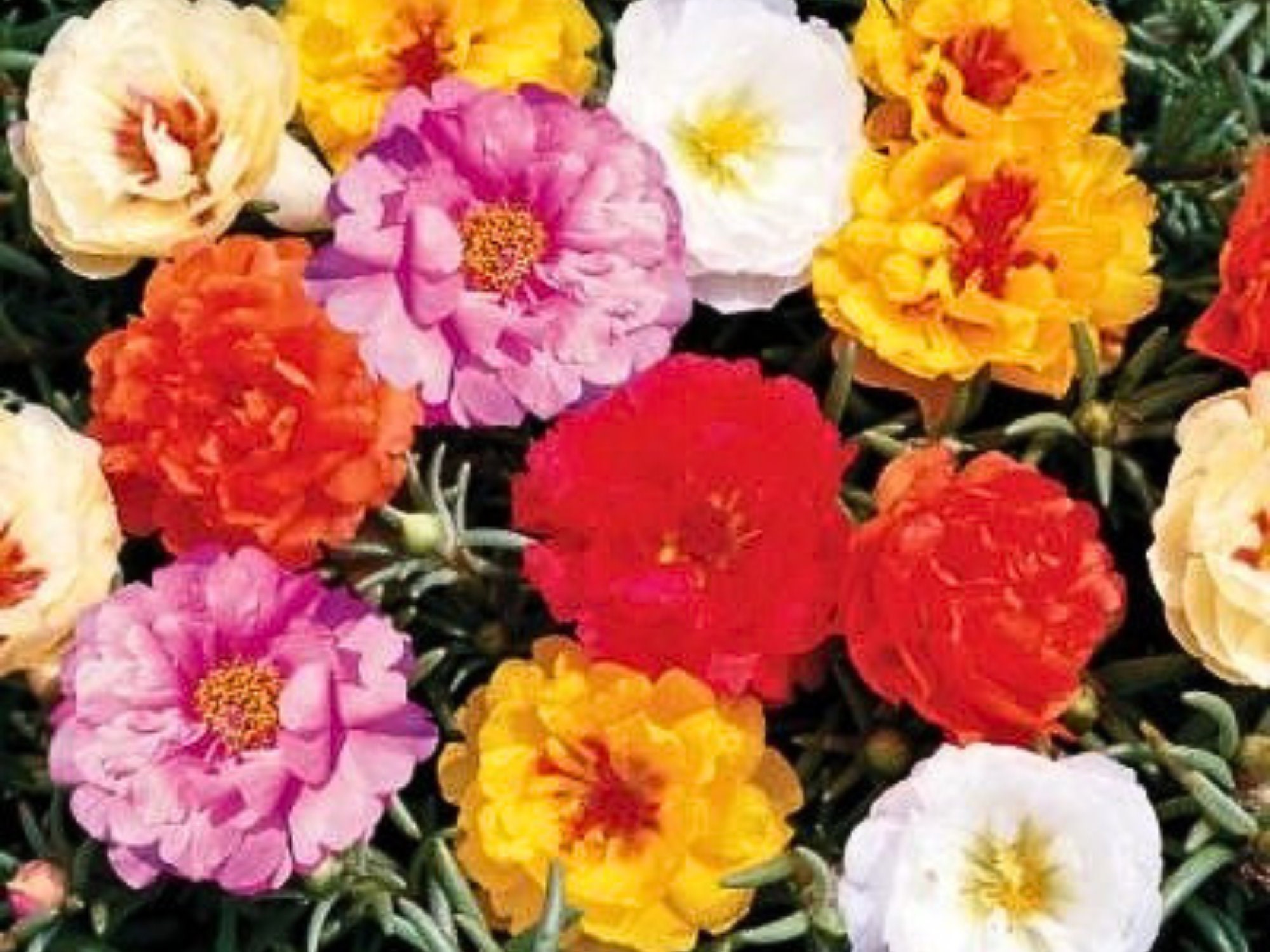 Portulaca Grandiflora 'sundial Series' Seeds - Purslanes Seeds ...