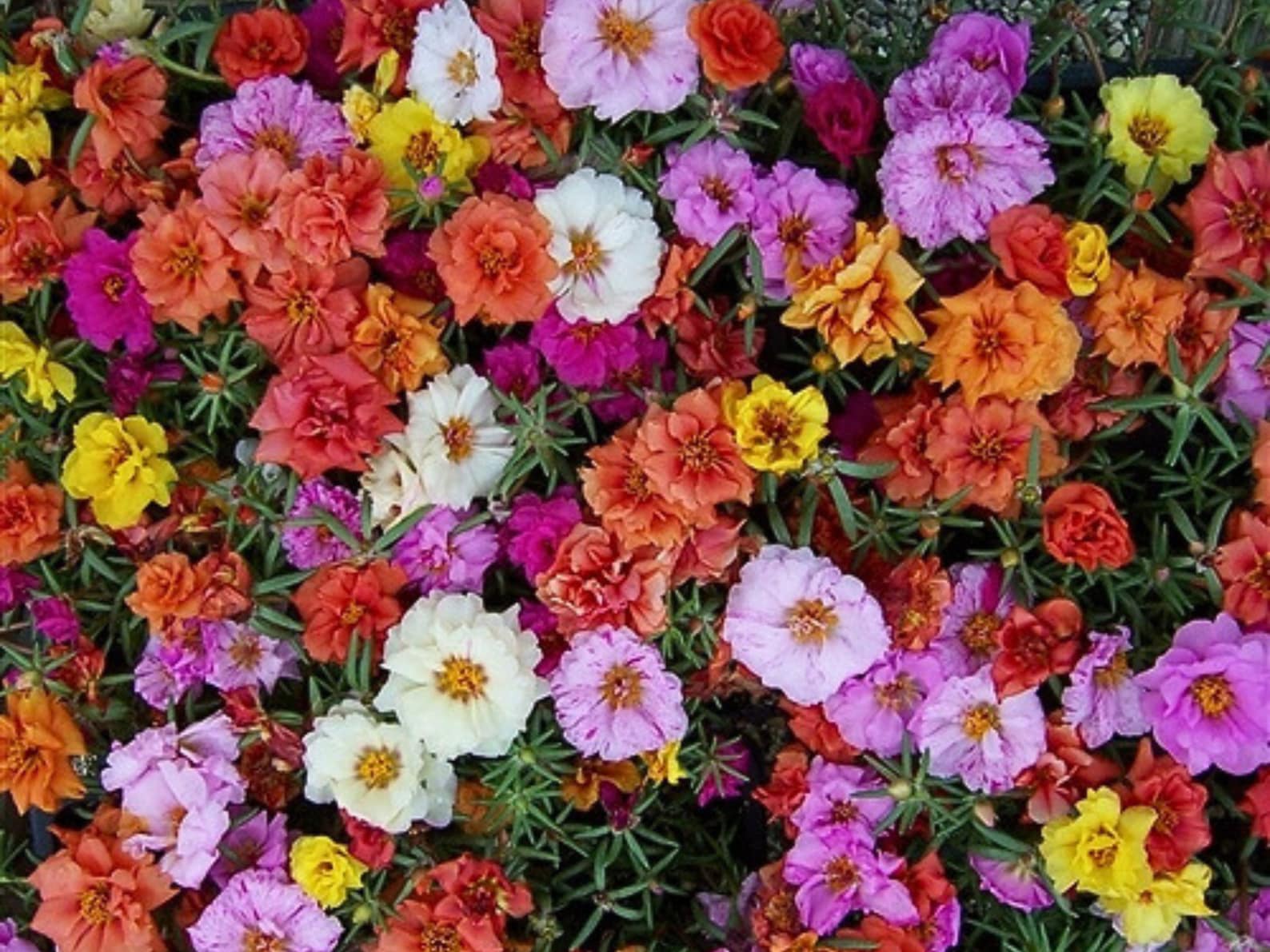 Portulaca Grandiflora 'sundial Series' Seeds - Purslanes Seeds ...