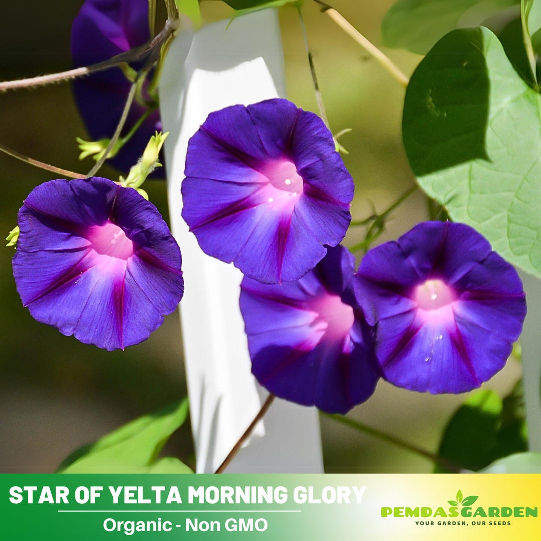 30+ Seeds| Star of Yelta Morning Glory Seeds- Open-pollinated ...