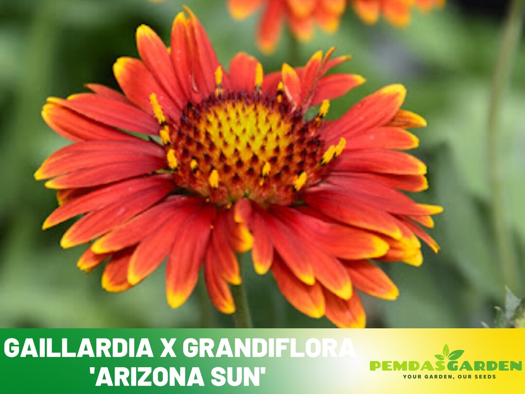 Gaillardia X Grandiflora 'arizona Sun' Authentic Seeds Perennial GMO ...
