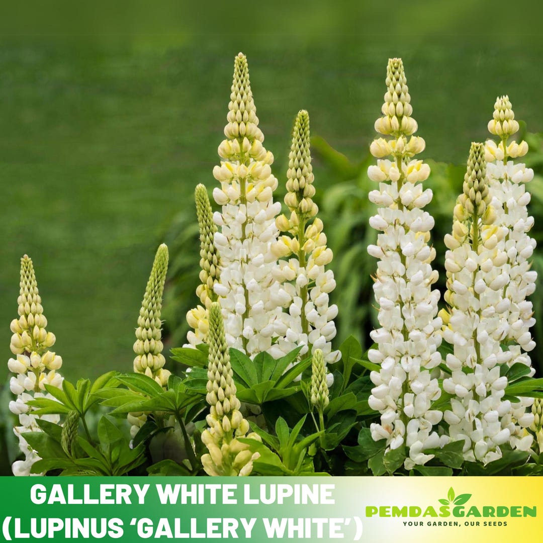 Lupinus ‘gallery White’ (lupine) Seeds- Lupine Seeds - Bluebonnet ...