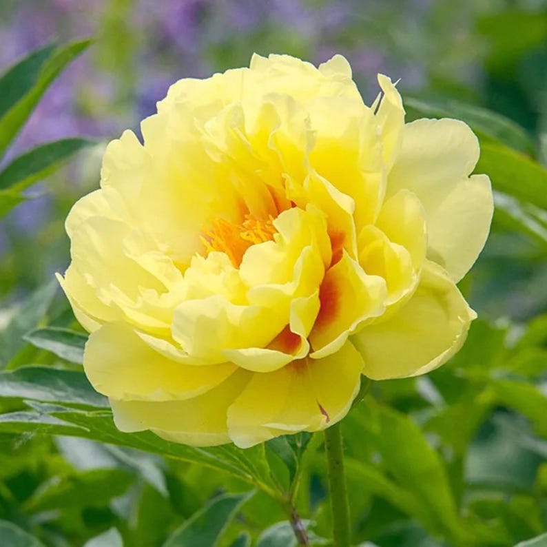 10+seeds| Lifetime Perennial Peony Collection Seeds- Paeonia - Attract ...