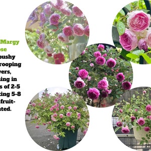 30 Seeds | Mix Rose Seeds -flowers-or Perennial -authentic Seeds-ganic ...