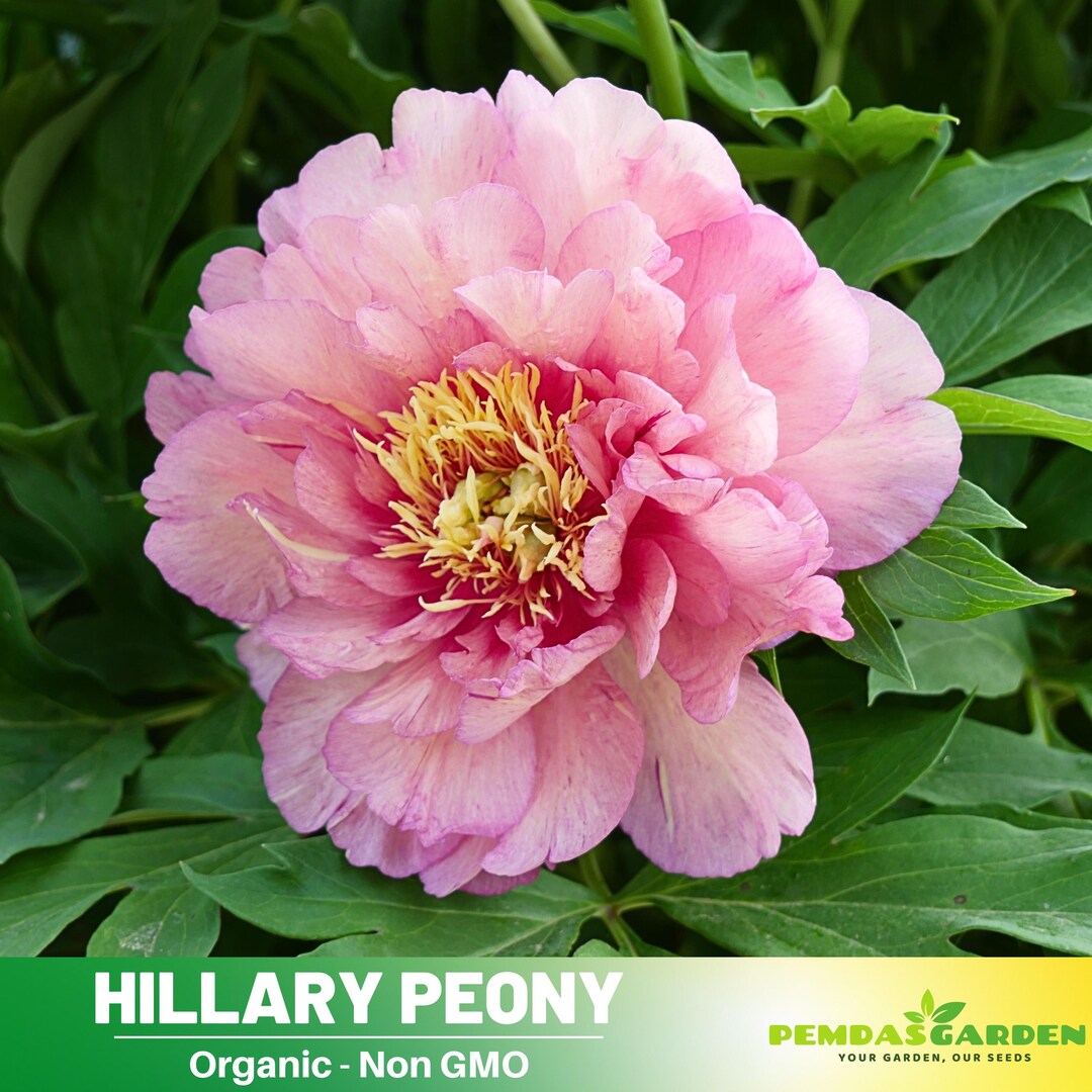10+seeds| Hillary Peony Perennial Seeds- Paeonia - Attract Butterflies ...