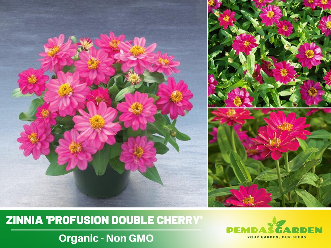 Zinnia 'profusion Double Cherry' Authentic Open-pollinated Organic ...