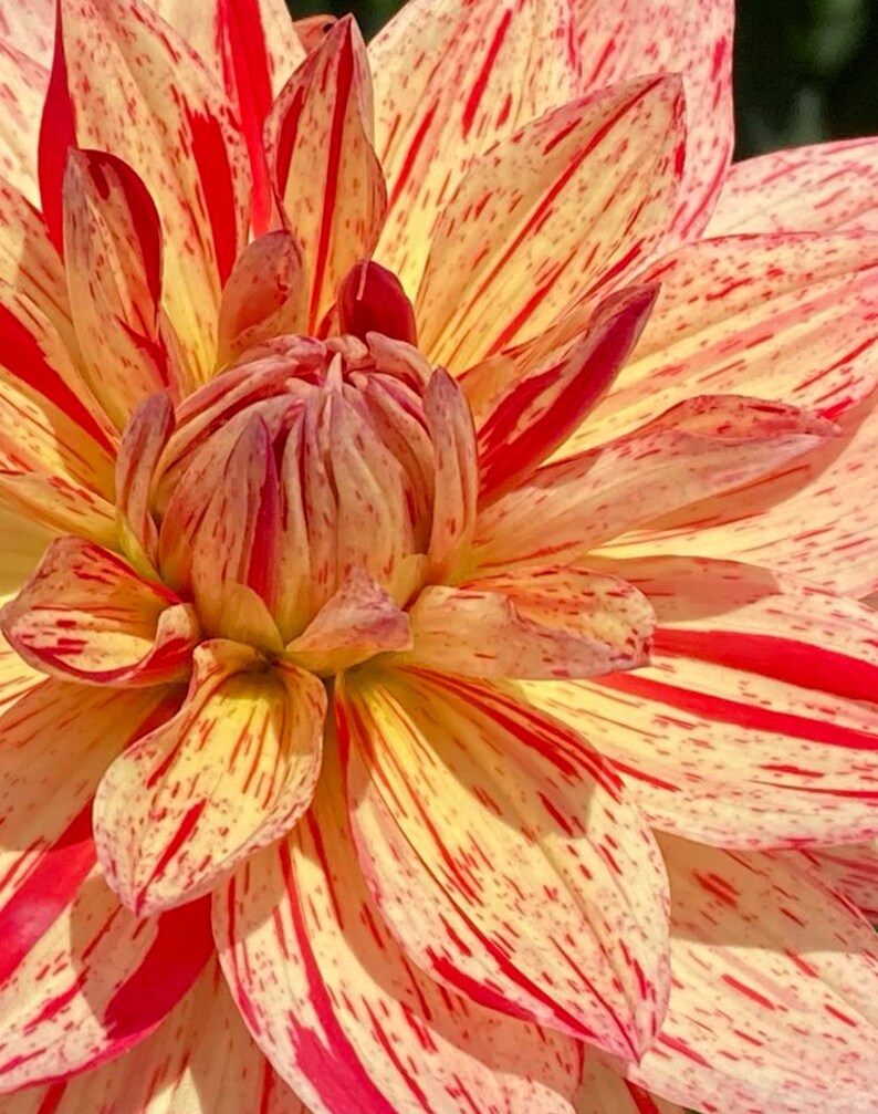 40 Seeds Awe Shucks Dahlia Seeds Authentic Seeds - Etsy