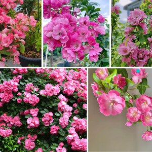 30+ Seeds| Angela Rose Seeds - Authentic - Perennial ~ GMO Free ...