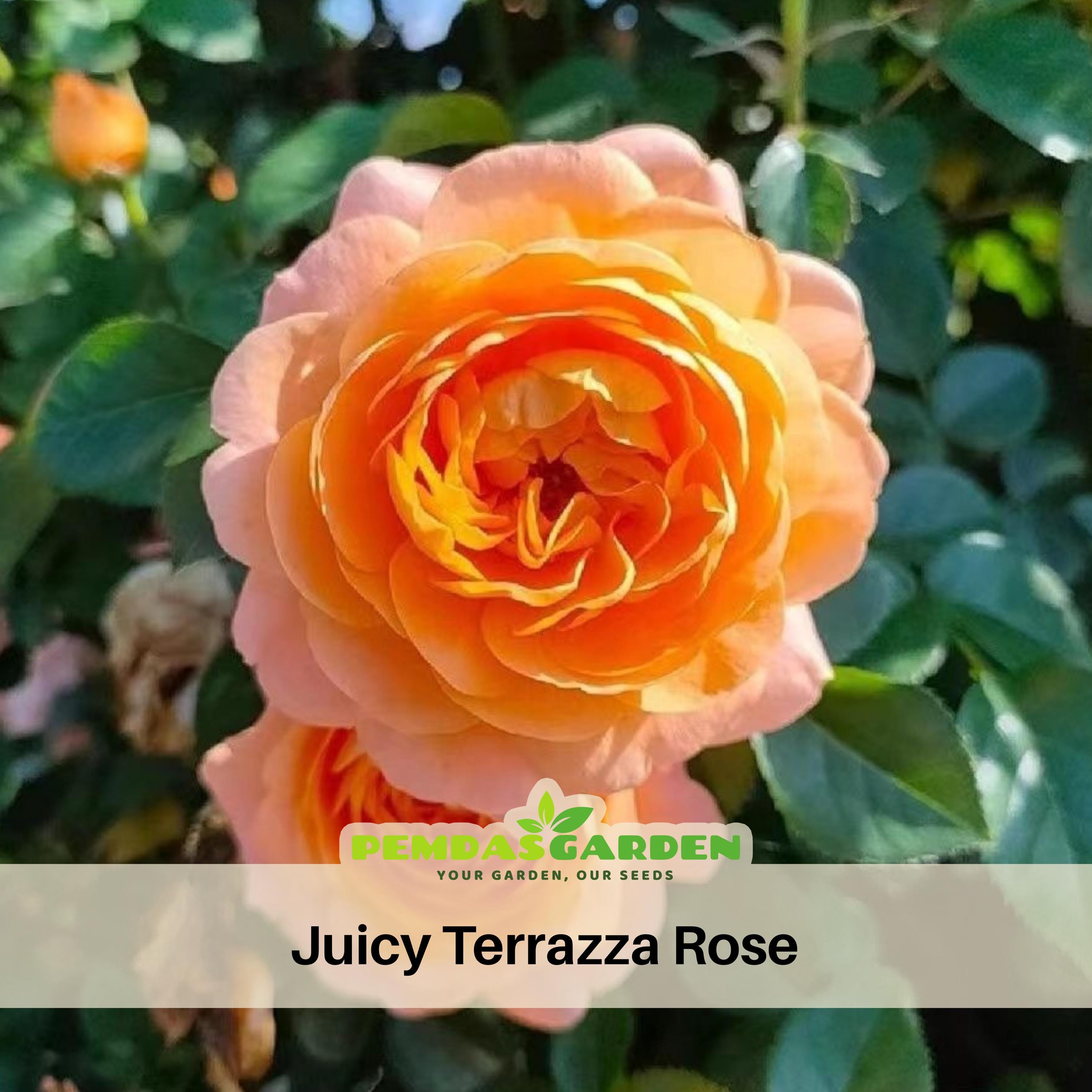30+ Seeds| Juicy Terrazza Rose Seeds - Authentic - Perennial ~ GMO Free ...