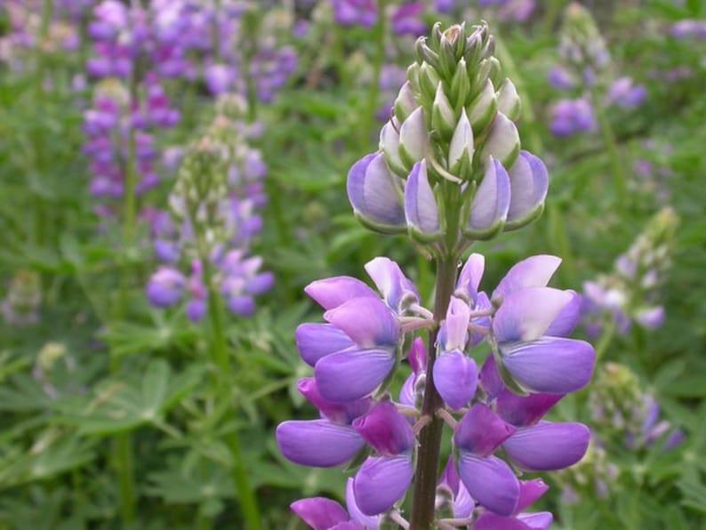 Lupinus Rivularis (riverbank Lupine) Seeds-cottage Garden - Heirloom ...
