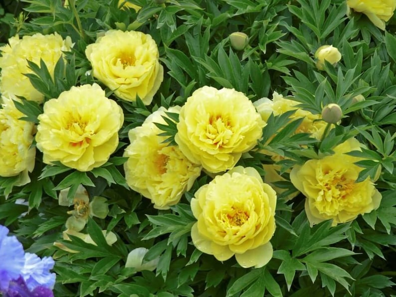 10+ Seeds| Bright Yellow Peony Seeds - Paeonia - Attract Butterflies ...