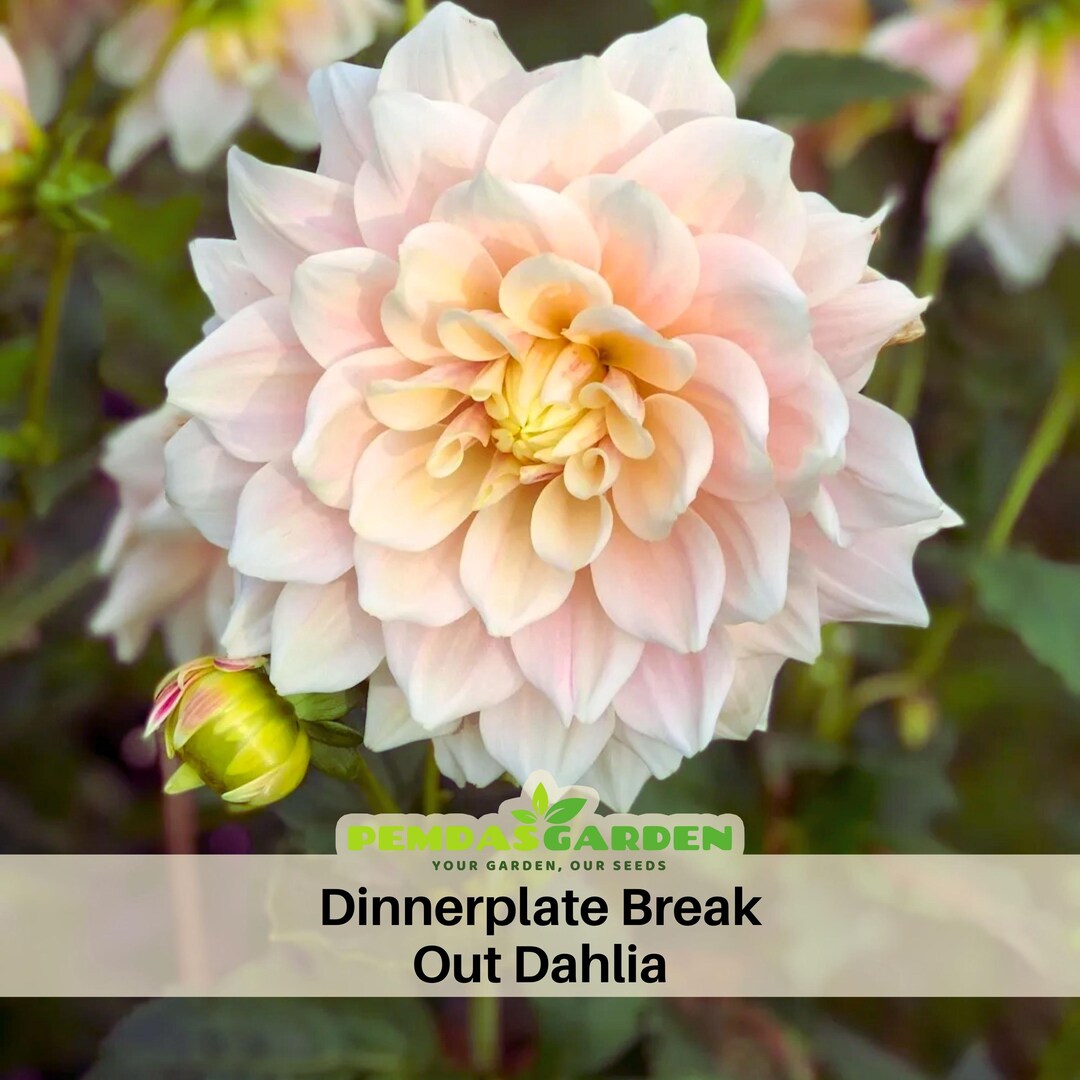 40+ Seeds| Dinnerplate Break Out Dahlia Perennial Seeds -pollinator ...