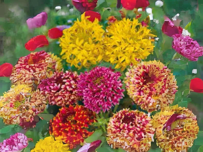 Indian Blanket Seeds - Double Mix - Authentic Seeds ~ GMO Free~~flower ...