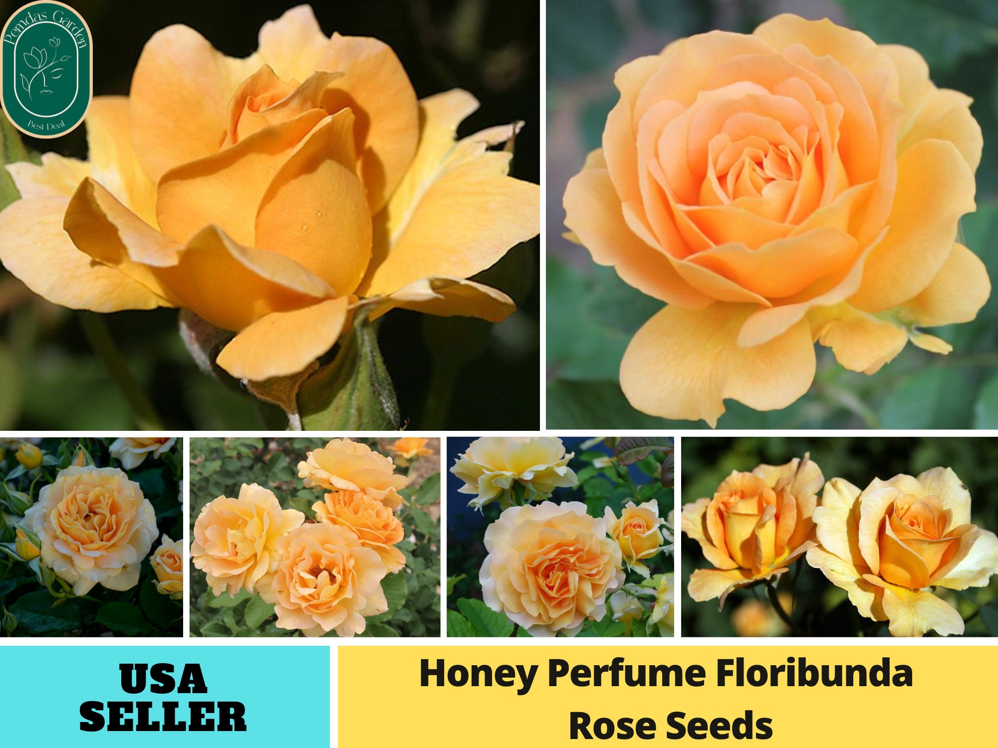 Honey Perfume Rose