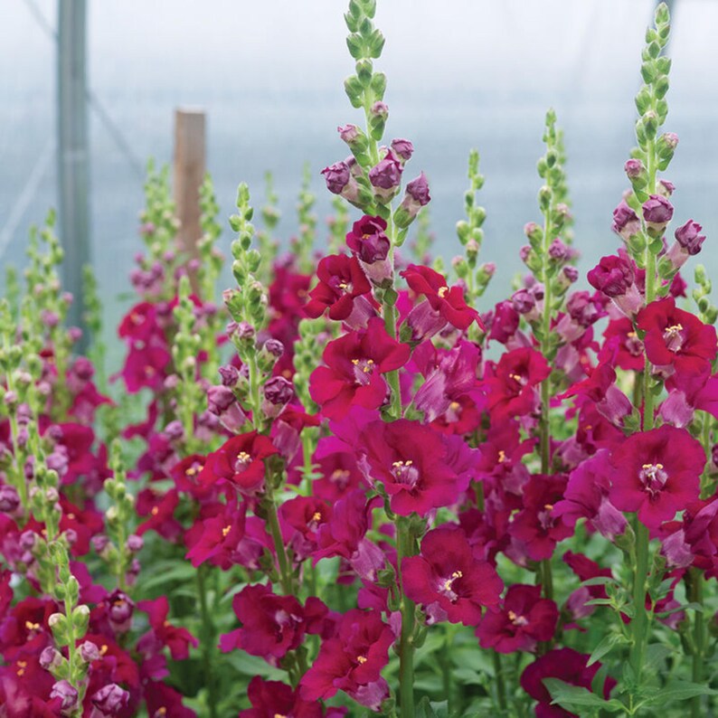 Chantilly Purple Snapdragon Seeds - Cold Resistant -attracts ...