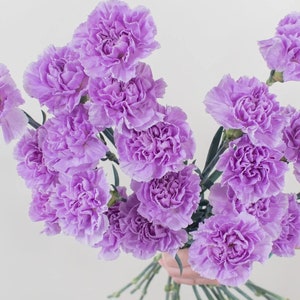 30+seeds|lavender Light Purple Carnations - Dianthus Seeds - Open ...