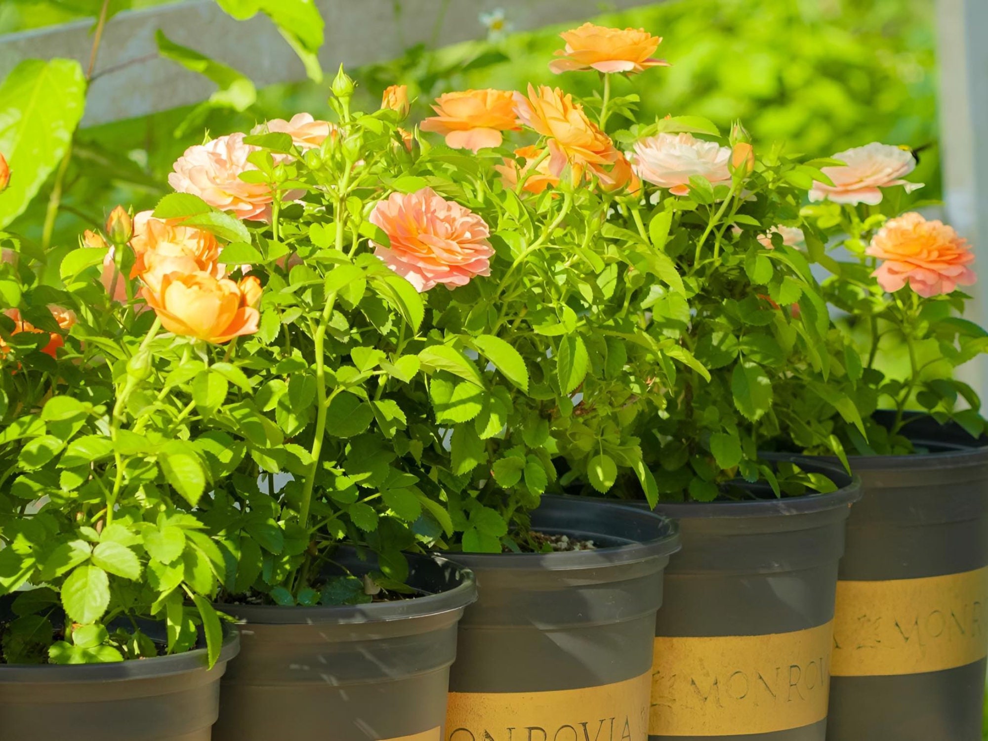 30+ Seeds| Juicy Terrazza Rose Seeds - Authentic - Perennial ~ GMO Free ...