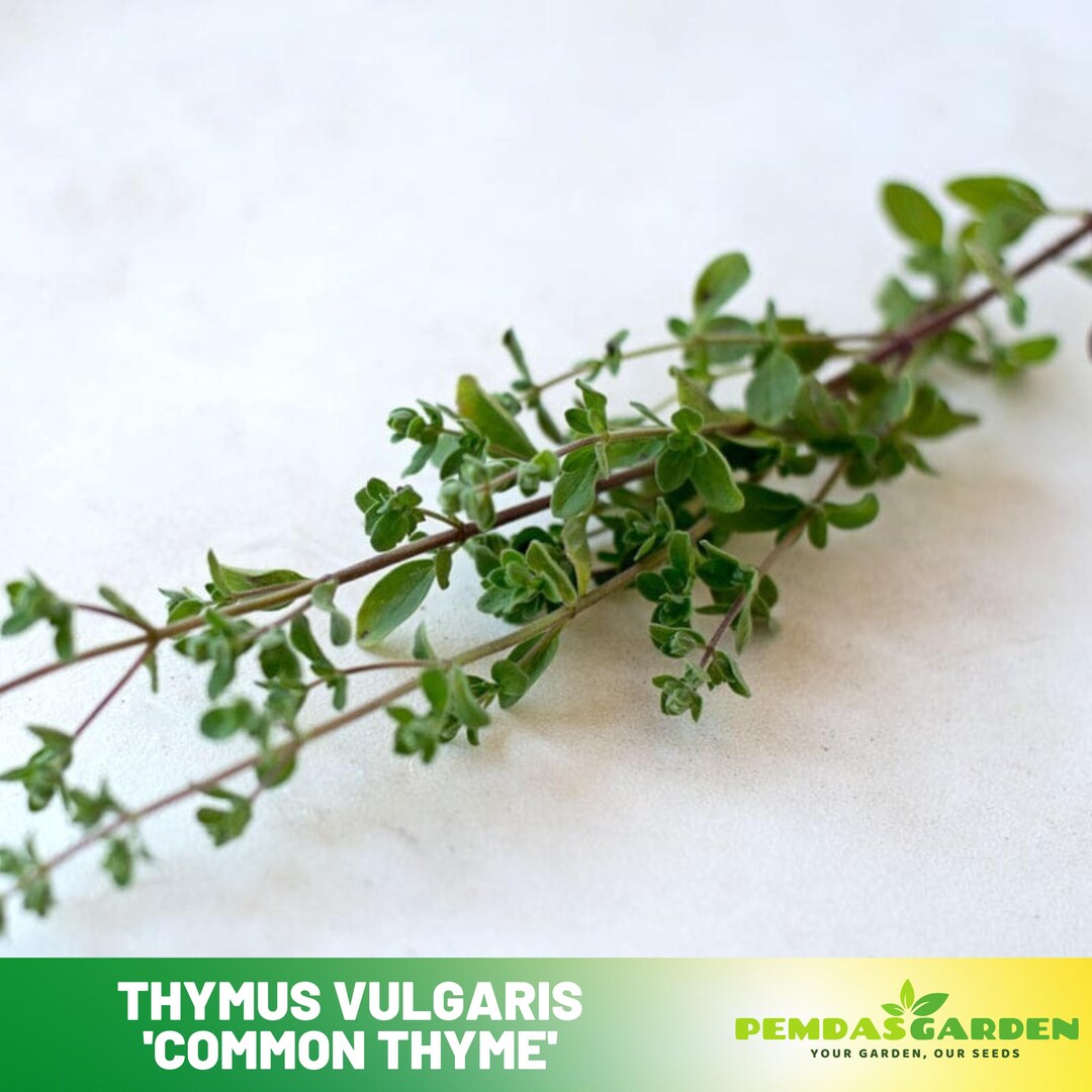Thymus Vulgaris 'common Thyme' - Open-pollinated - Organic - Heirloom ...