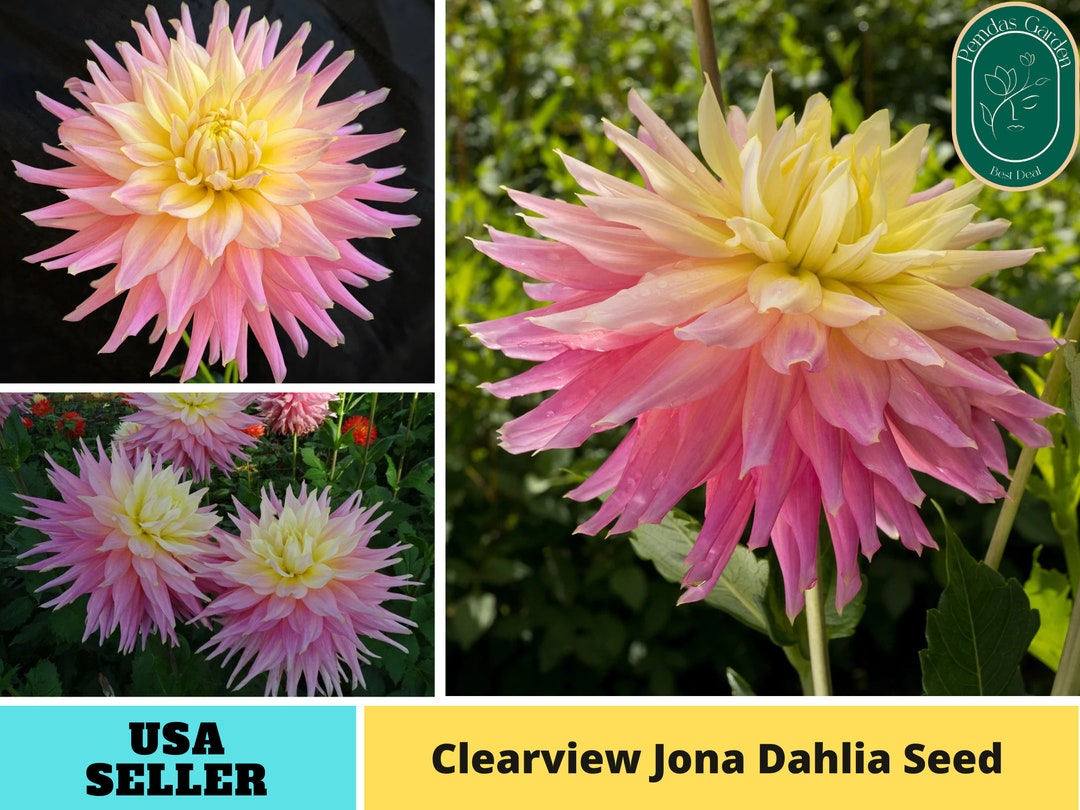 40 Seeds Clearview Jonas Dahlia Perennial Seeds Authentic - Etsy