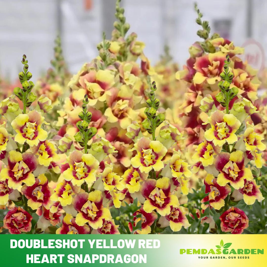 Doubleshot Yellow Red Heart Snapdragon Seeds - Potted -attracts ...