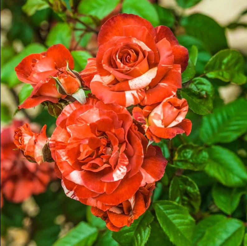 30+ Seeds| Tropical Lightning Climbing Rose Rose Seeds - Authentic ...
