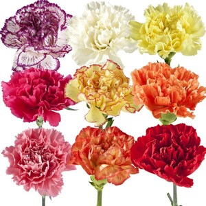 Mixed Mini Carnations authentic Seeds-flowers organic. Non GMO seeds ...