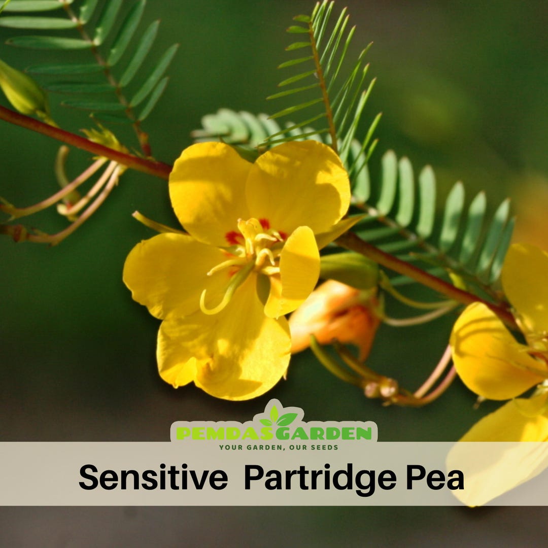 Sensitive Partridge Pea Seeds – Chamaecrista | Native Yellow Wildflower ...