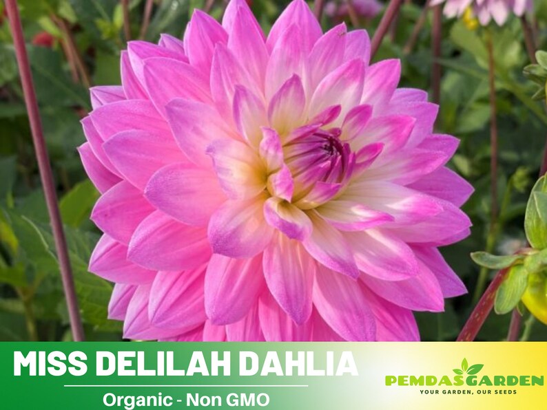 40+ Seeds| Miss Delilah Dahlia Seeds- Pollinator Friendly- Open ...