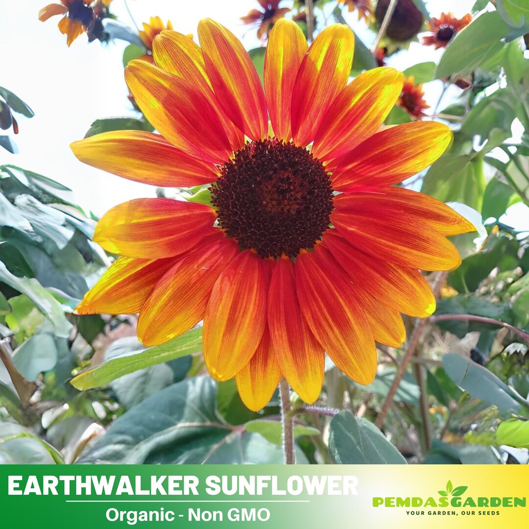 25+seeds| Earthwalker Sunflowers Seeds - Helianthus Annuus - Open ...