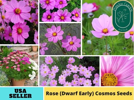 50 Seeds Rose dwarf Early Cosmos Seeds Authentic GMO - Etsy