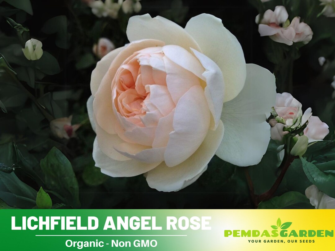 32 Seeds Dancing Rose Seeds Authentic Seeds Perennial GMO Free flower ...