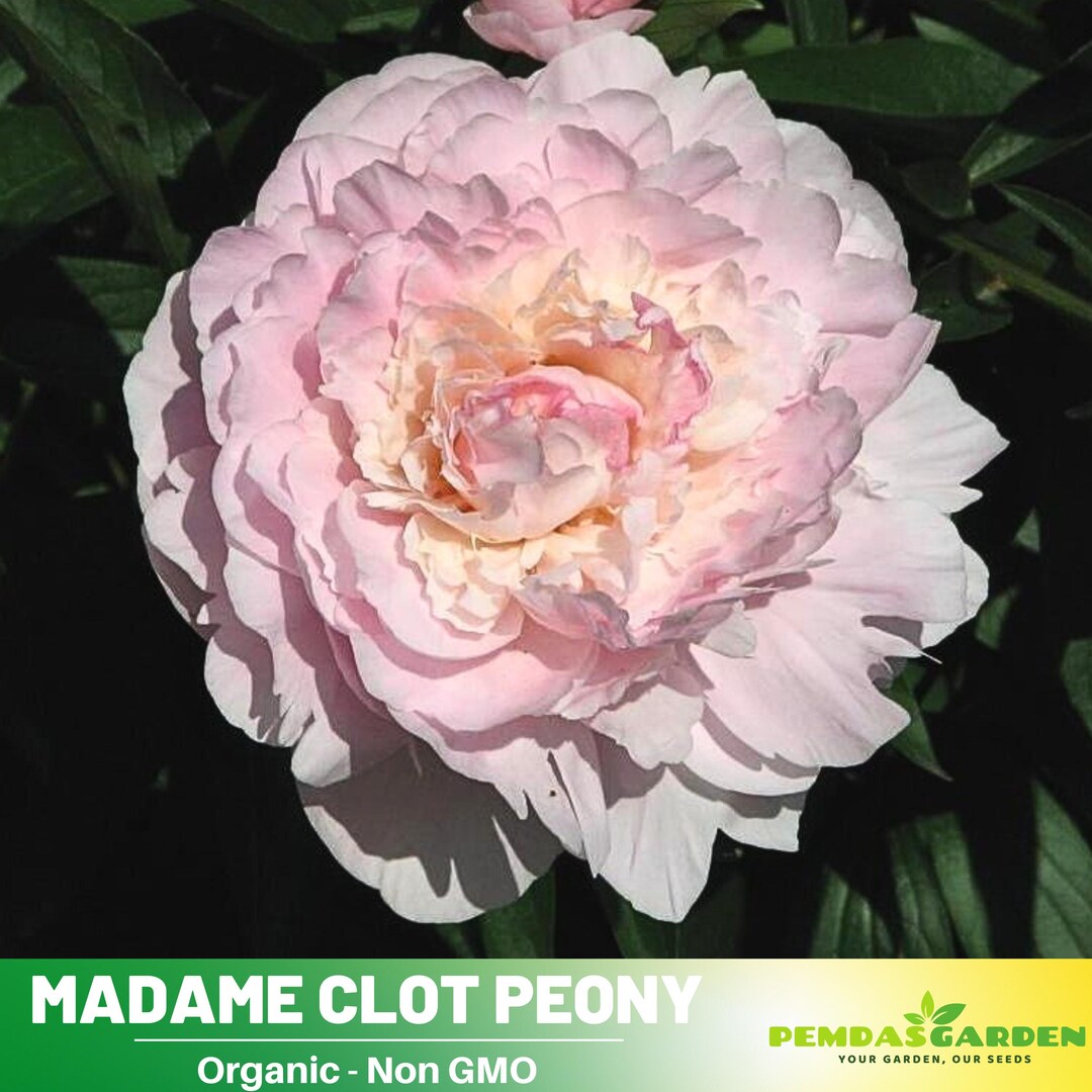 10+ Seeds| Madame Clot Peony Seeds - - Paeonia - Attract Butterflies ...