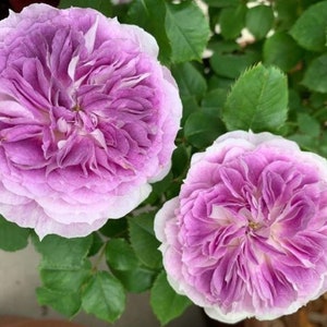 30+ Seeds| Blue Moonstone Rose Seeds - Authentic - Perennial ~ GMO Free ...