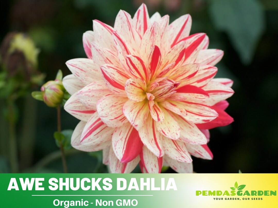 40 Seeds Awe Shucks Dahlia Seeds pollinator Friendly Open Pollinated ...