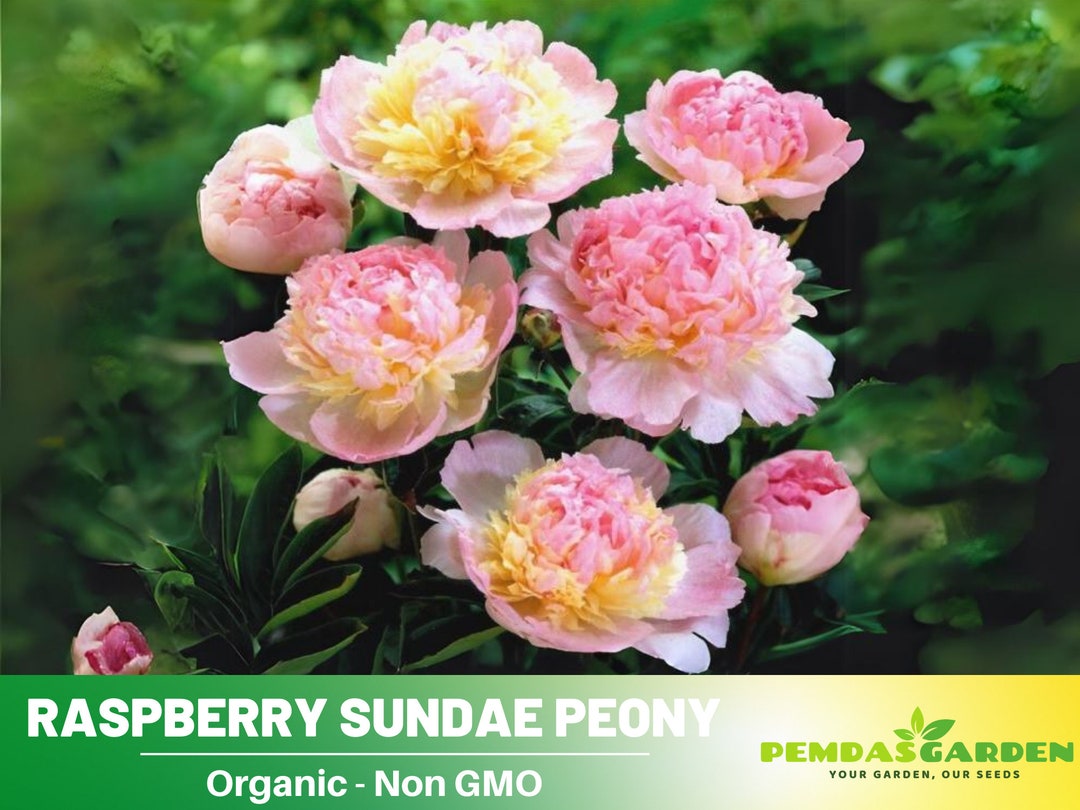 10seeds Raspberry Sundae Perennial Peony Seeds Paeonia Attract ...