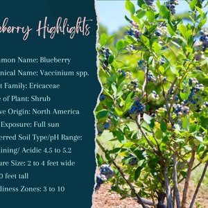 Berry Seed Collection| 5 Popular Varieties of Native Berry Seeds ...