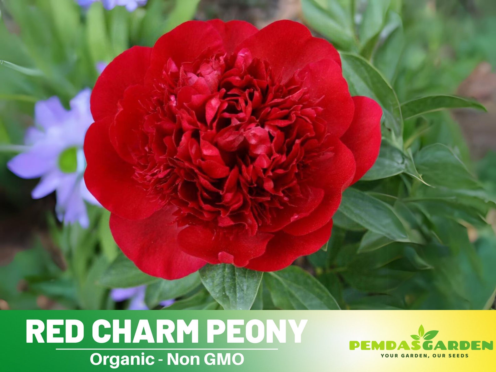 10+seeds| Red Charm Peony Perennial Seeds - Paeonia - Attract ...