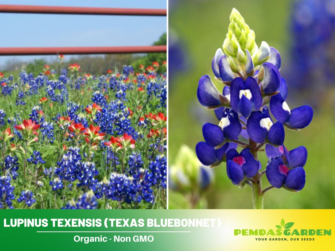Lupinus Texensis texas Bluebonnet Seeds Lupine Seeds Bluebonnet Open ...